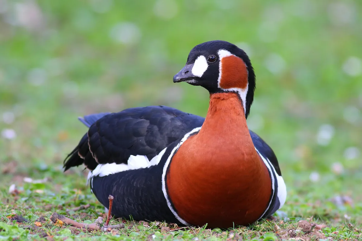 An enchanting sprite from the tundra - Cage & Aviary Birds
