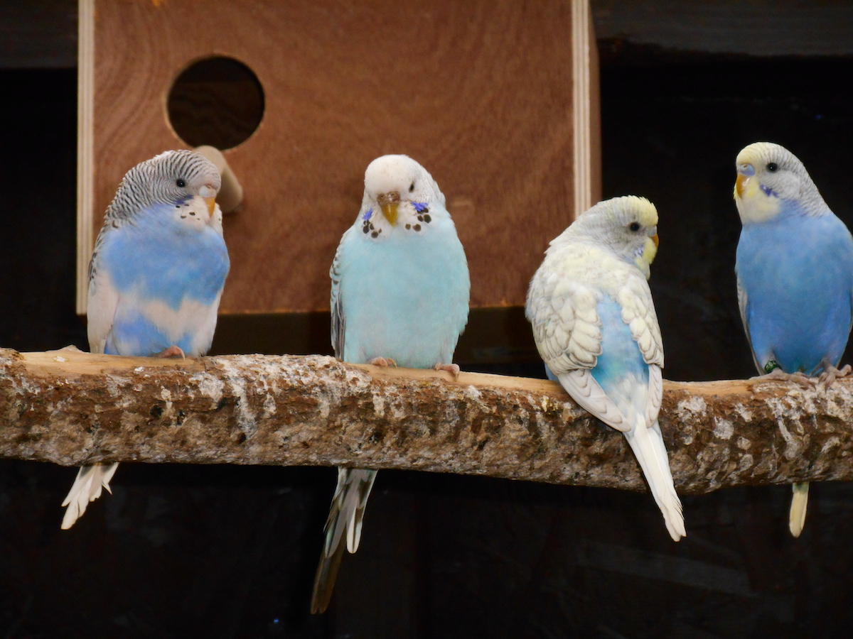 A free and happy community - Cage & Aviary Birds