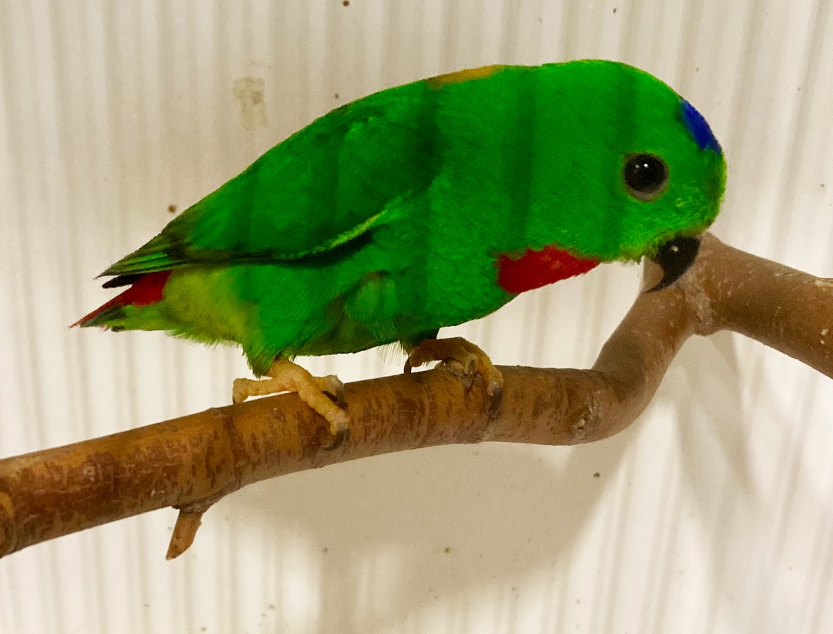 Hanging parrots at Cotswold Wildlife Park Cage Aviary Birds